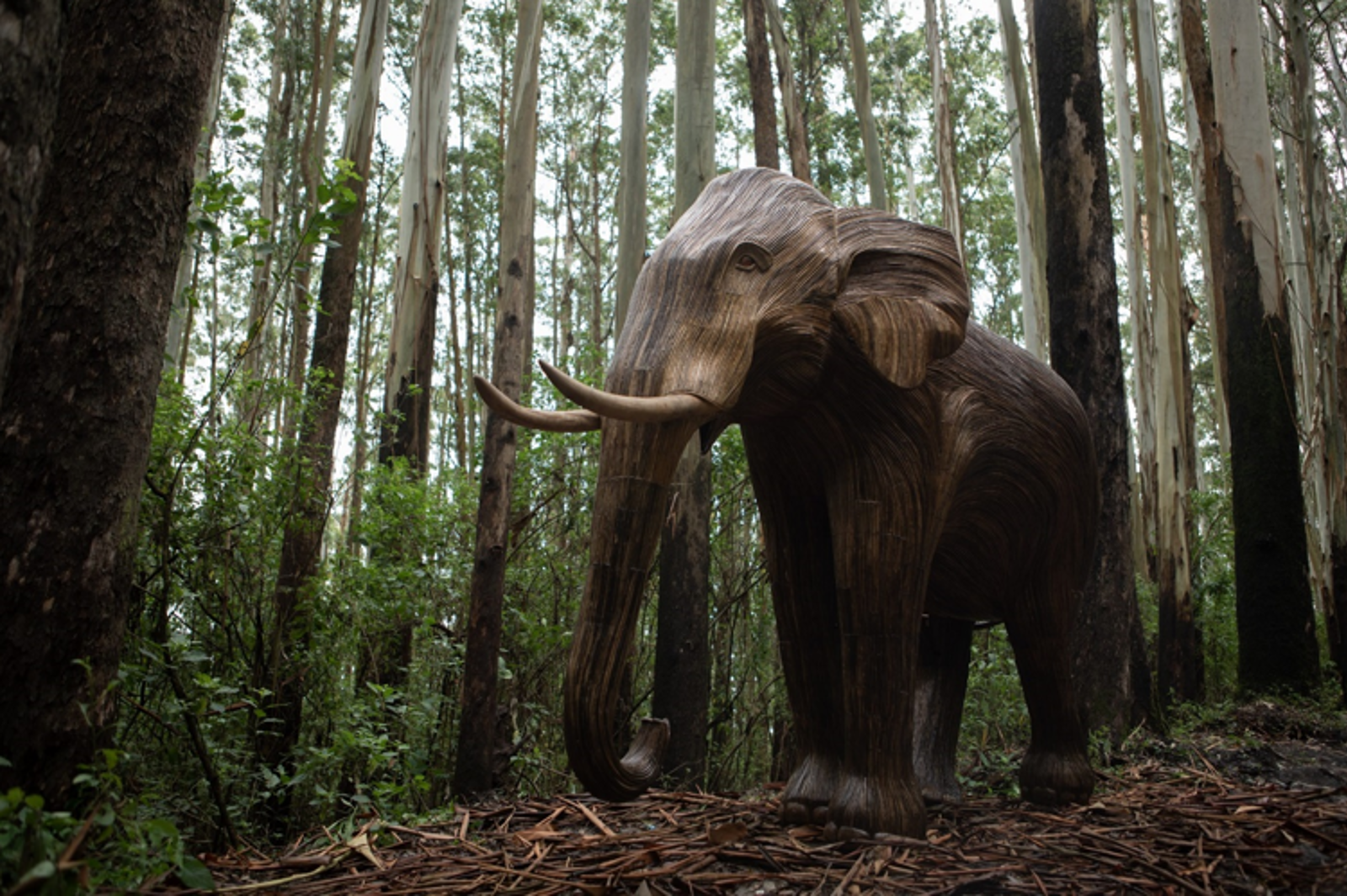 What do elephants have to do with Climate Change?
